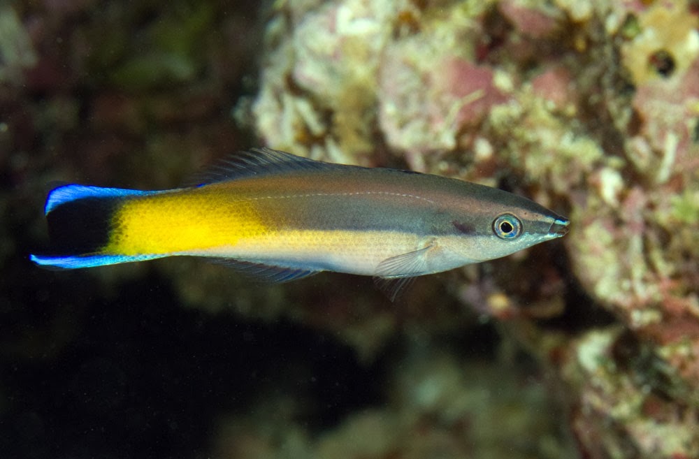 Global Explorers Blog